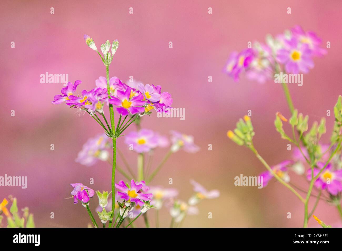 Primula malacoides, called the fairy primrose or baby primrose, is a ...