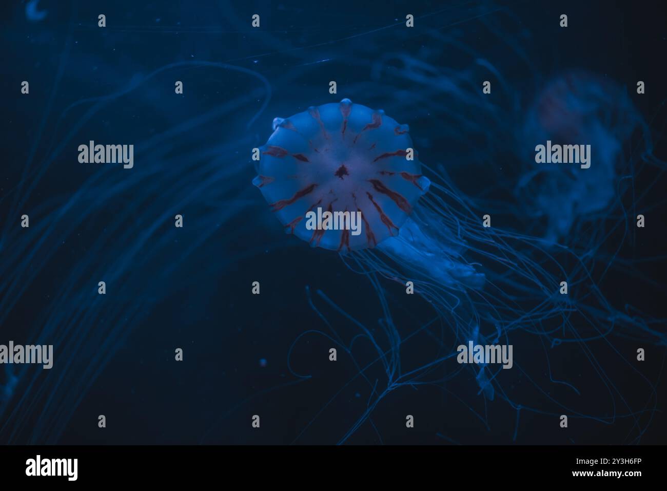 Jellyfish are mesmerizing marine creatures with bell-shaped bodies and ...