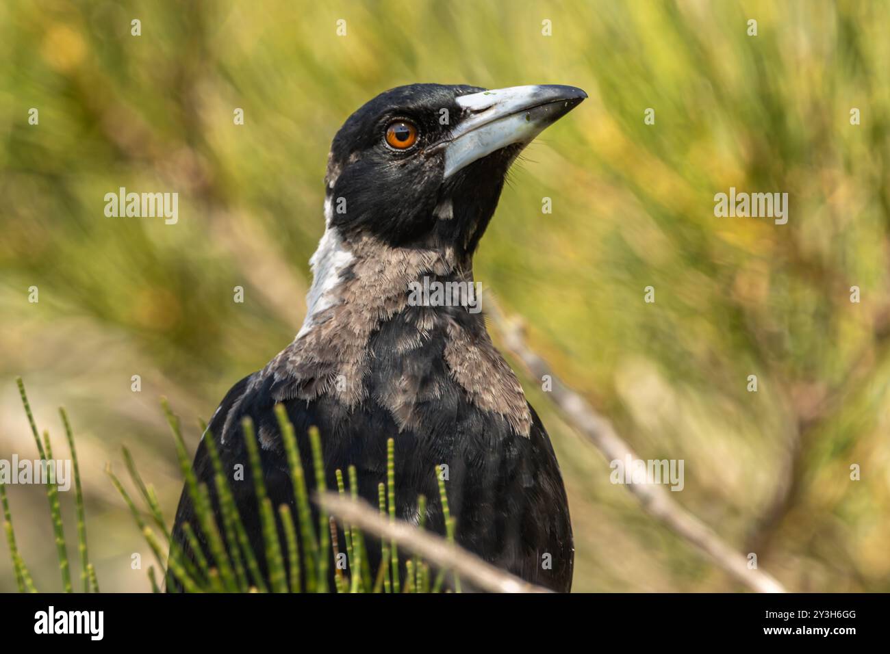 Portrait of an Australian Magpie Stock Photo - Alamy