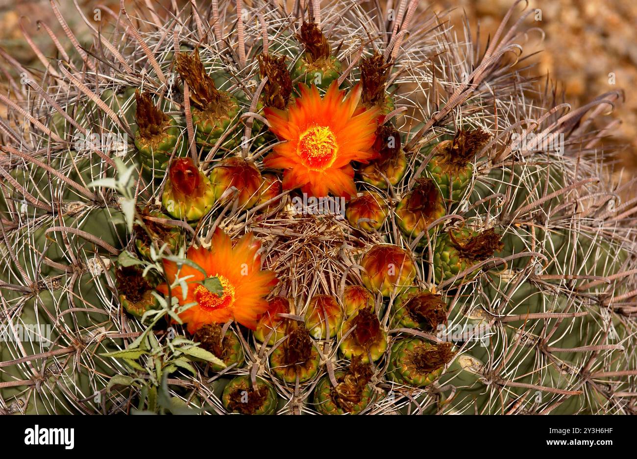 TUCSON, ARIZONA, USA: Barrel Cactus (Ferocactus wislizeni), a/k/a ...