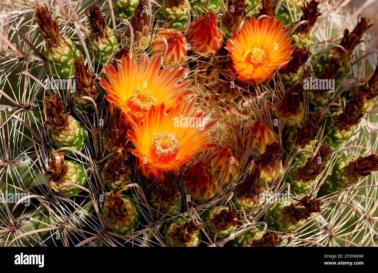 TUCSON, ARIZONA, USA: Barrel Cactus (Ferocactus wislizeni), a/k/a ...