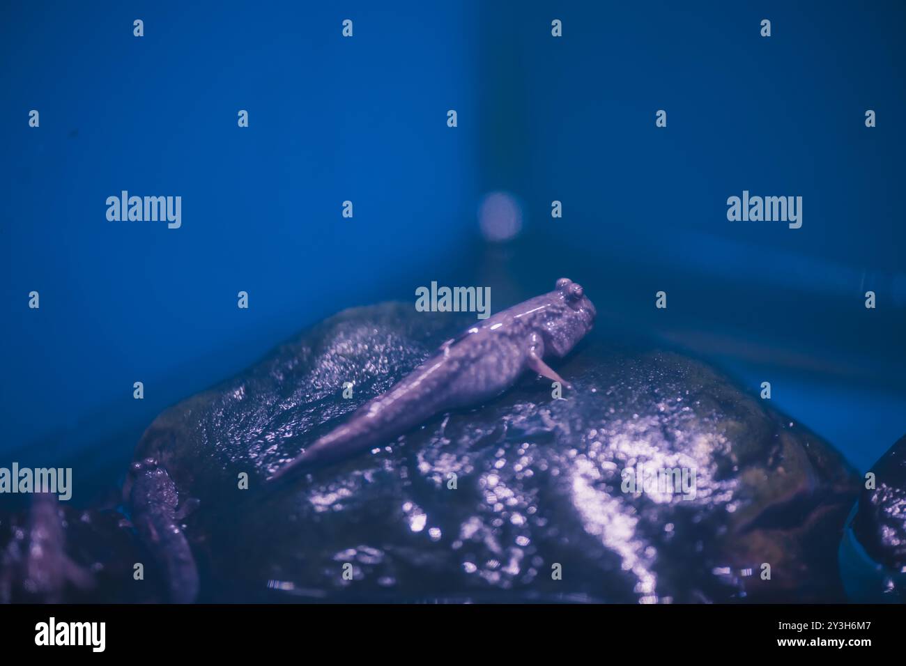 A mudskipper rests on a rock in a mangrove forest along the hunter ...