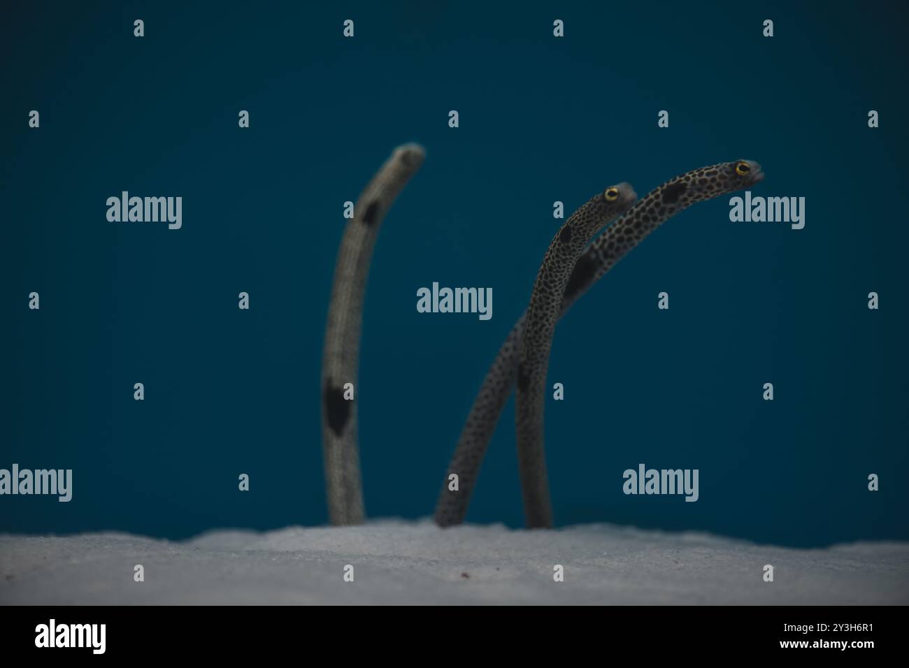 Spotted garden eel Heteroconger beautiful fish on wallpaper background ...