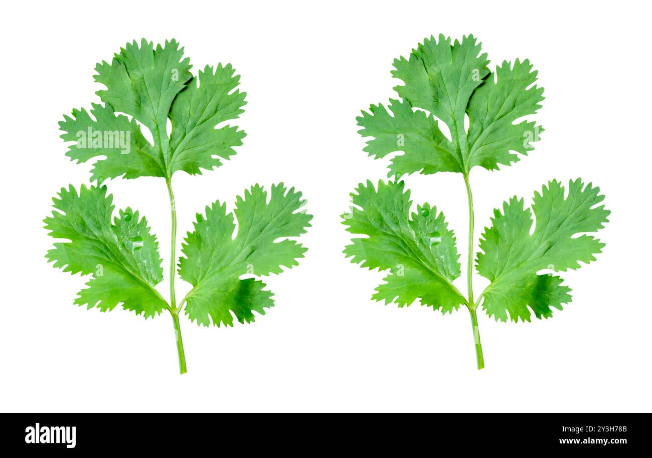 Top view set of fresh green coriander leaves is isolated on white ...