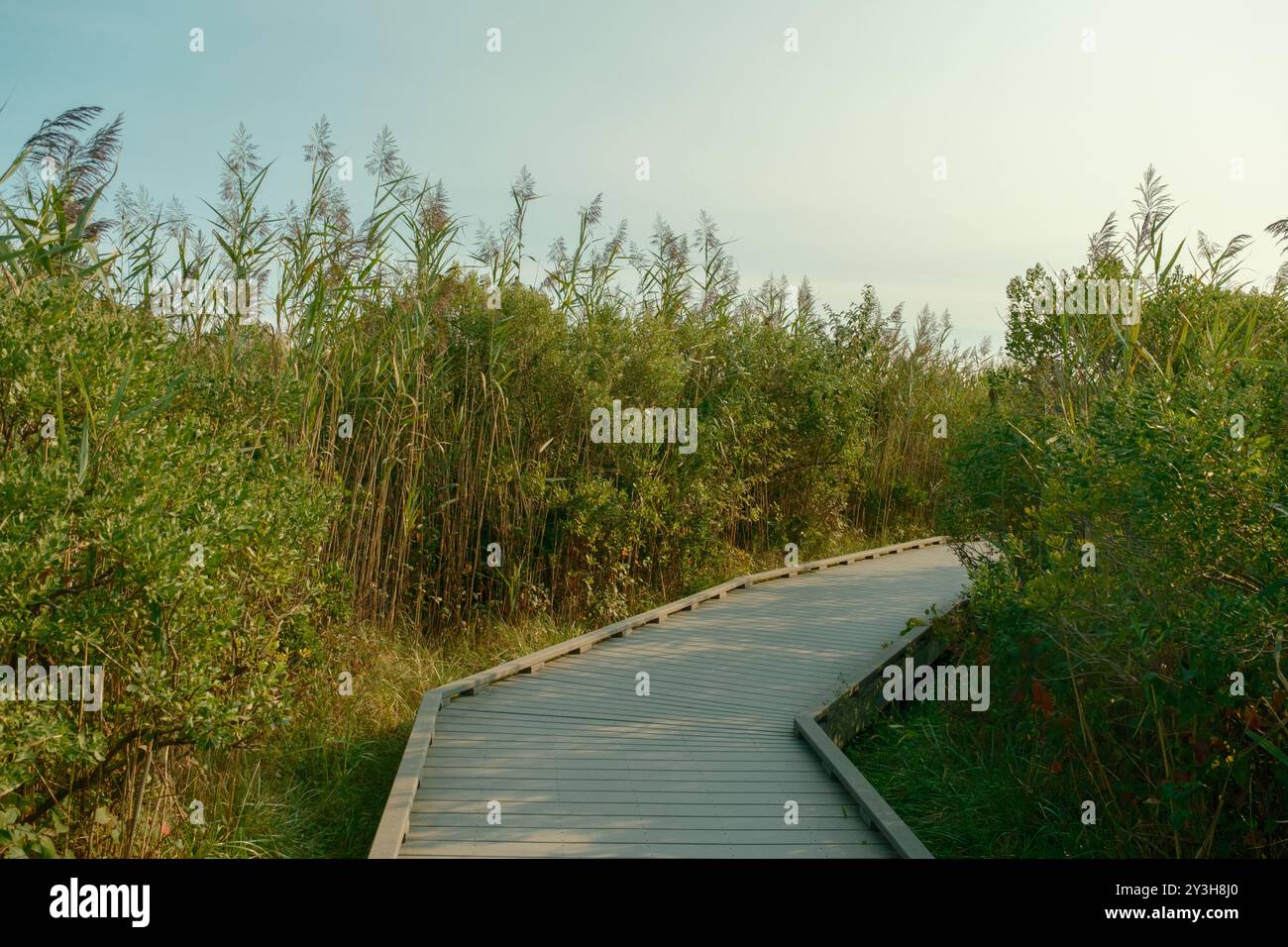 Boardwalk with tall marsh grasses on Fire Island, New York Stock Photo ...