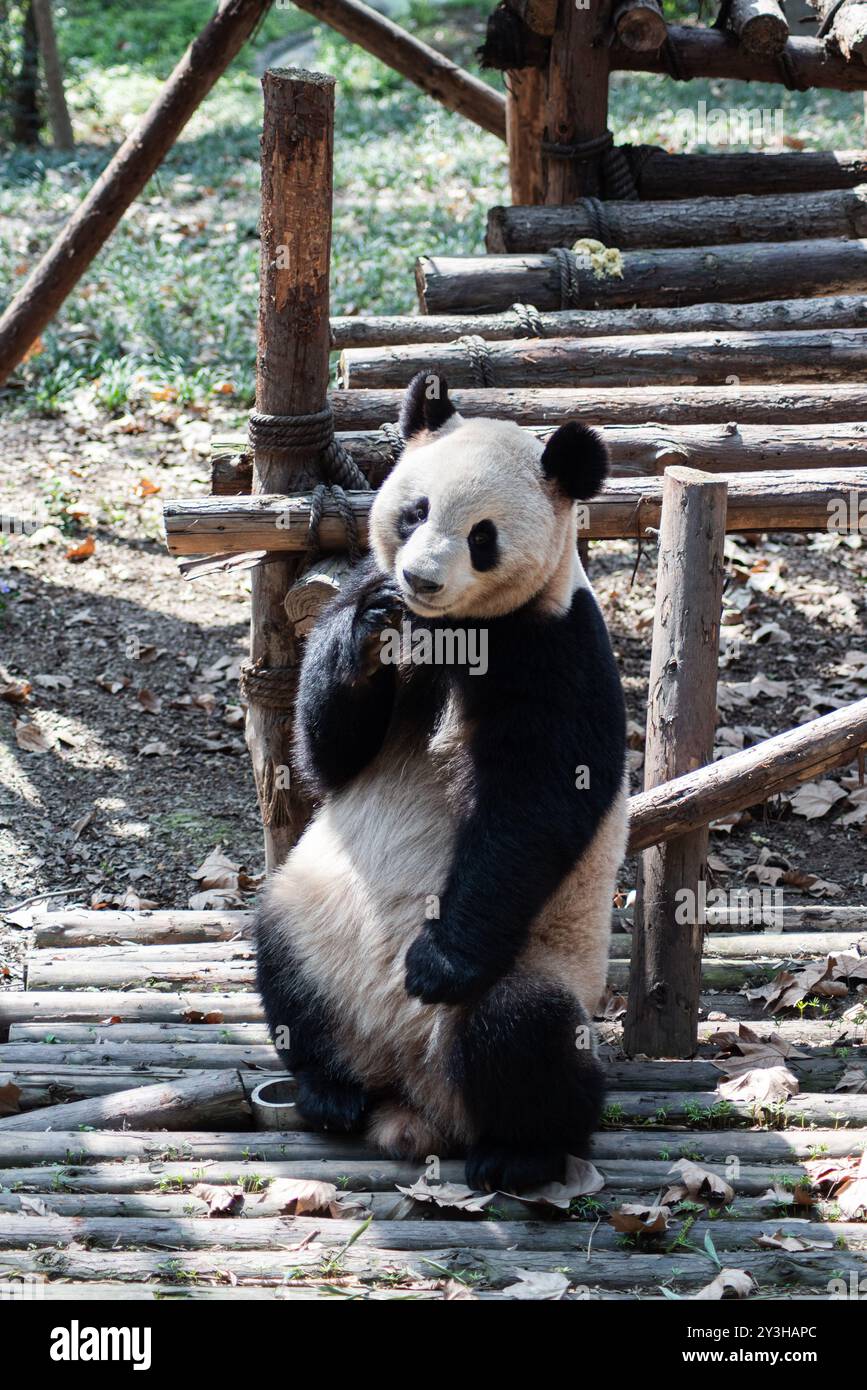 A Giant Panda standing against the wood with adorable pose Stock Photo ...