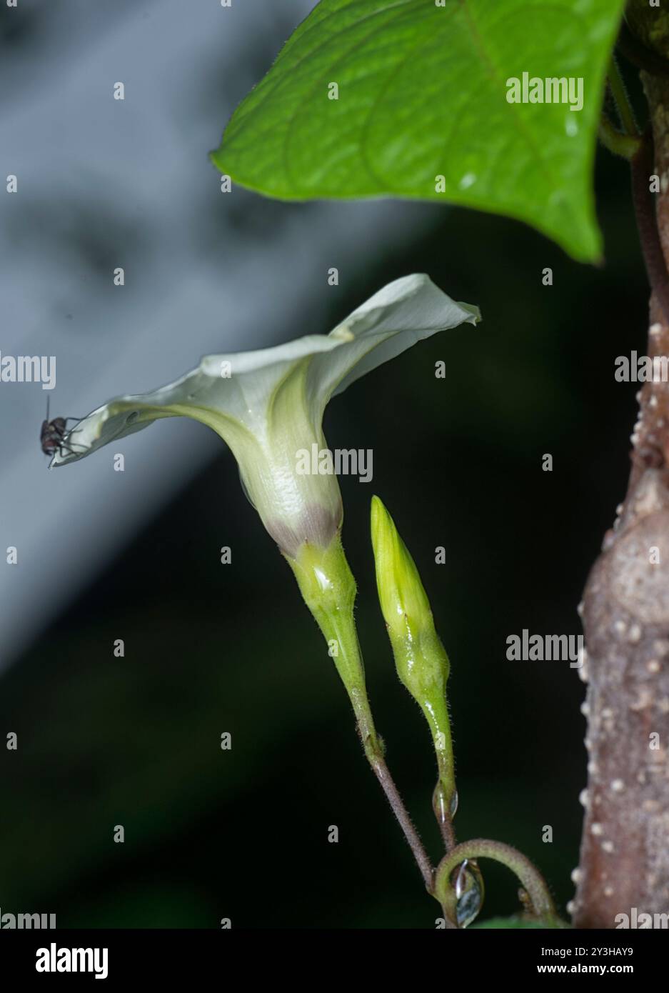 Close shot of the Tiny white ipomoea alba flower Stock Photo - Alamy