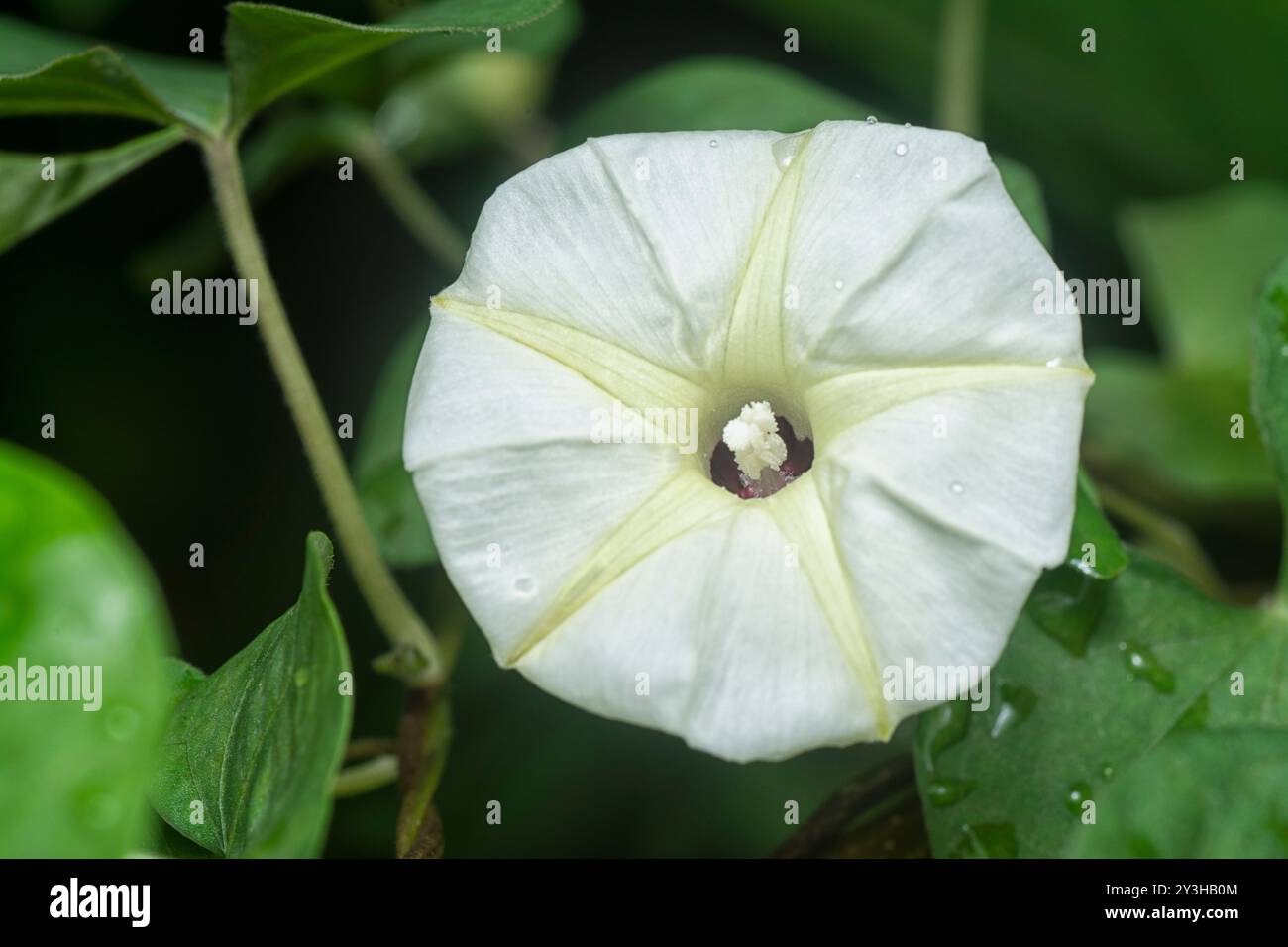 Close shot of the Tiny white ipomoea alba flower Stock Photo - Alamy