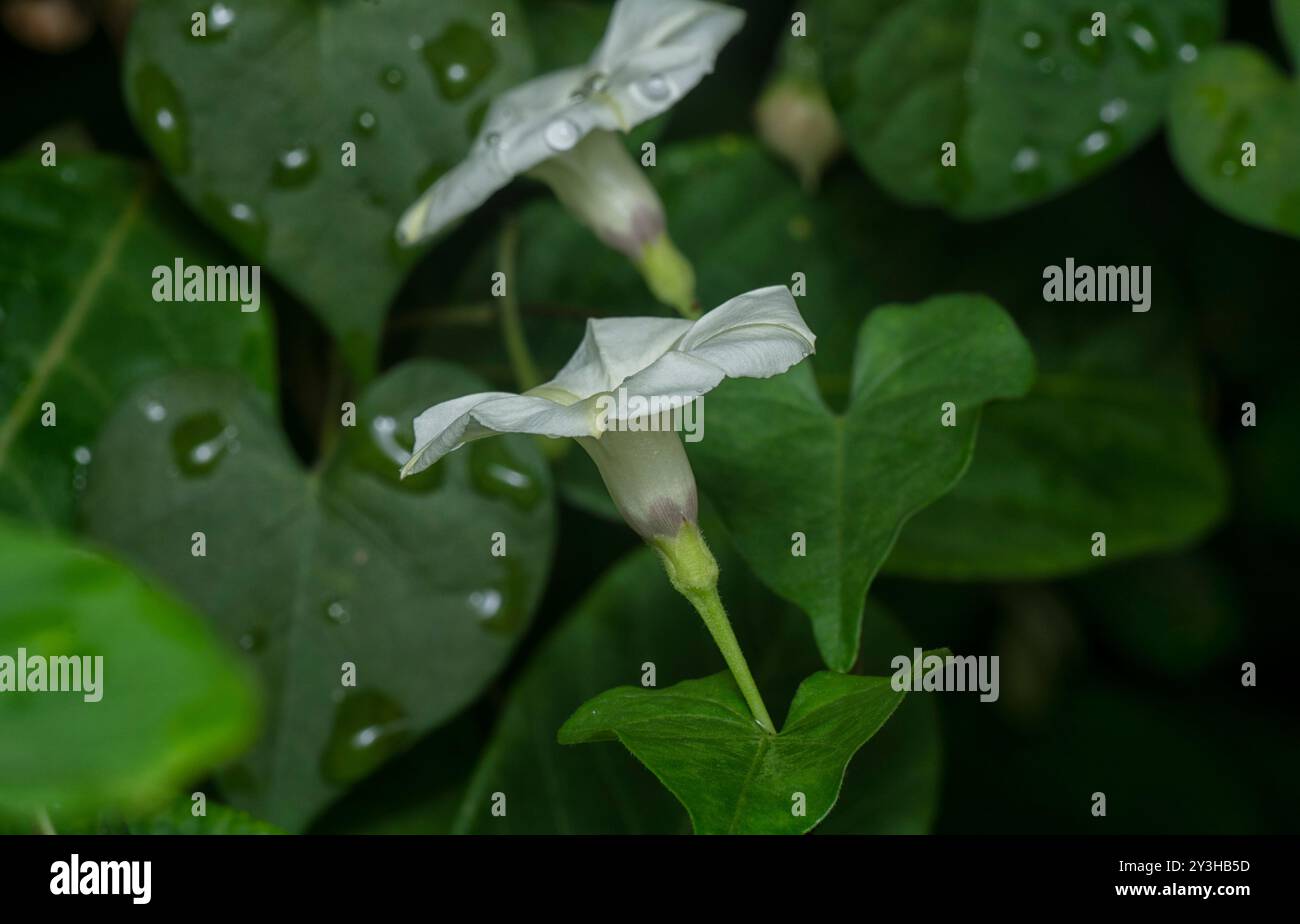 Close shot of the Tiny white ipomoea alba flower Stock Photo - Alamy