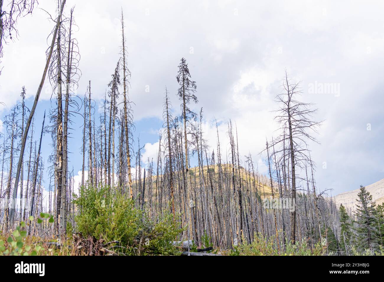 Burnt trees after devastating forest wildfire Stock Photo - Alamy