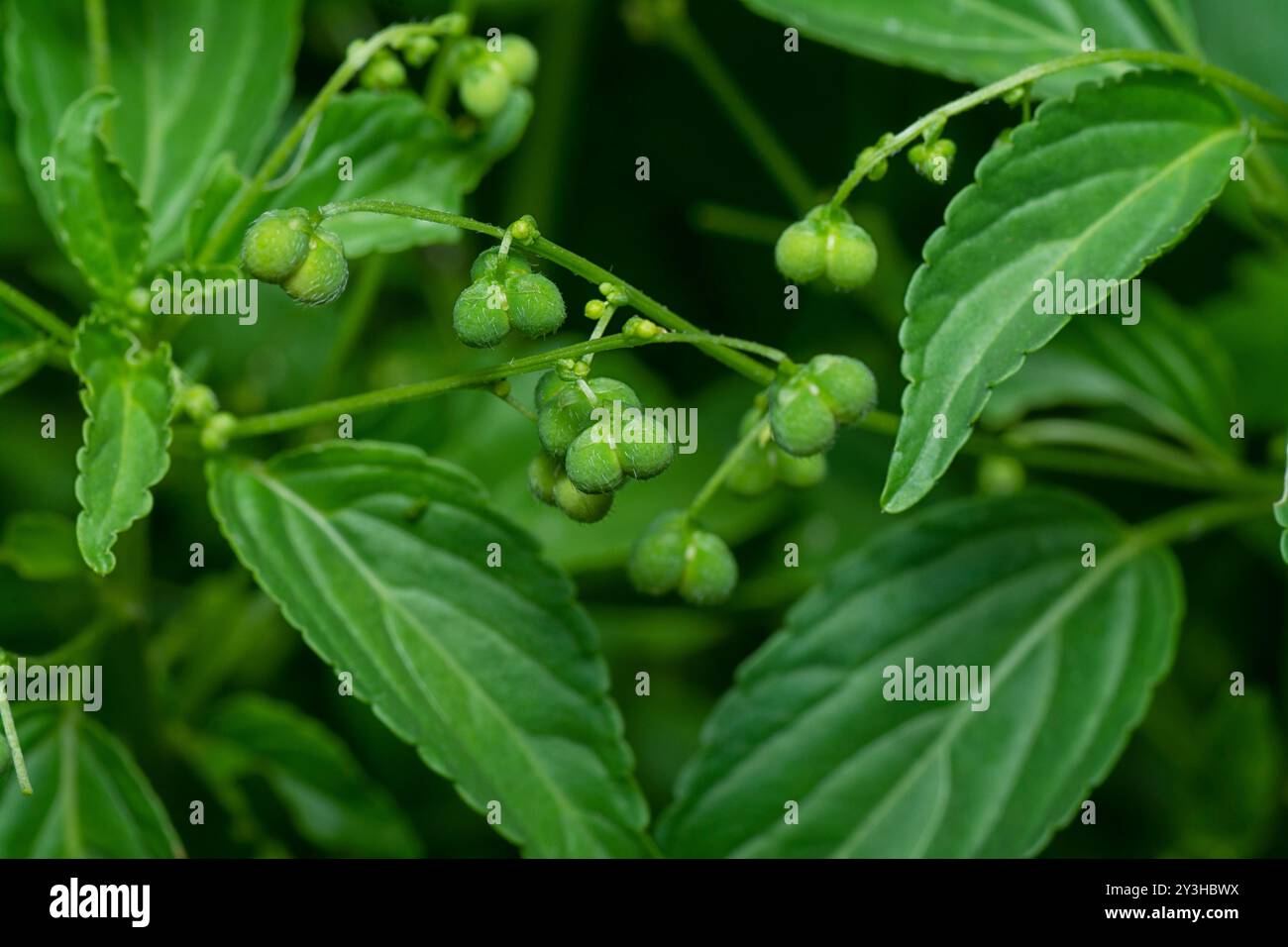 closeup of the micrococca mercurialis the wild annual weed plant with ...