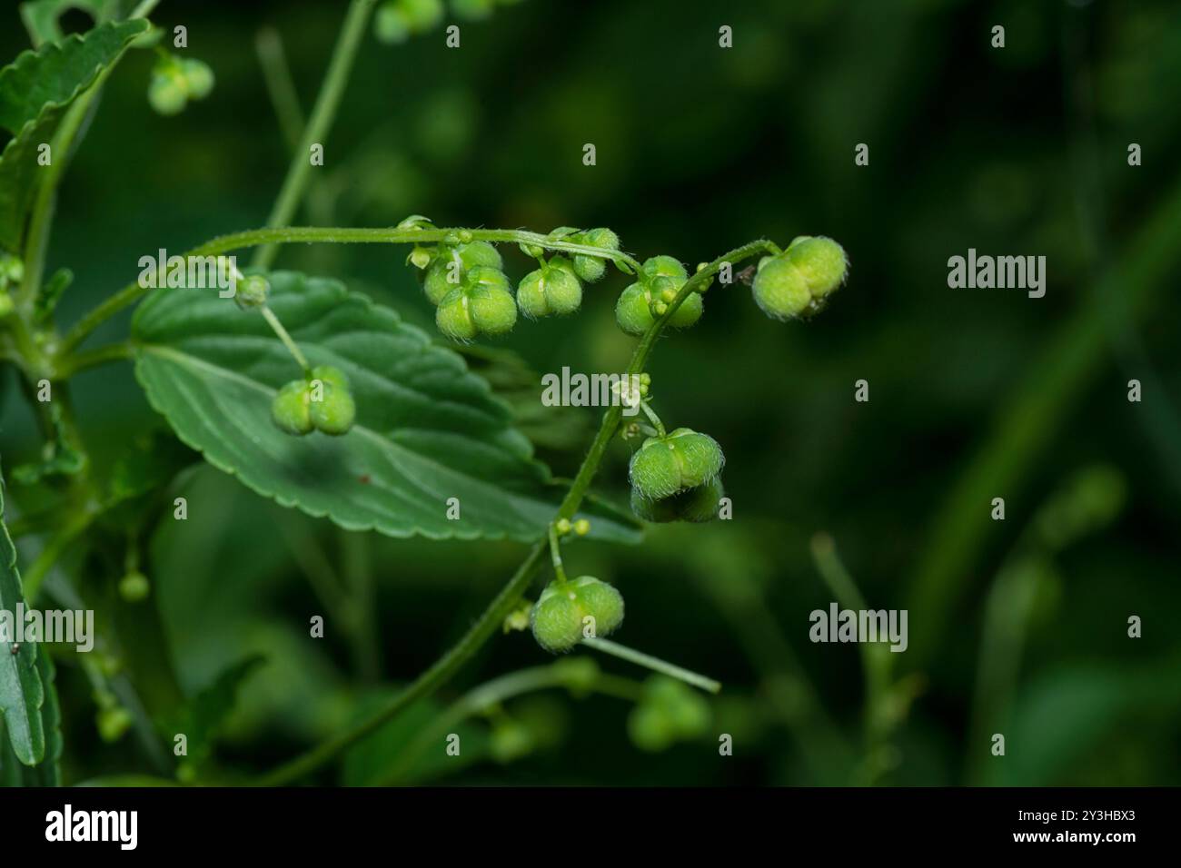 closeup of the micrococca mercurialis the wild annual weed plant with ...