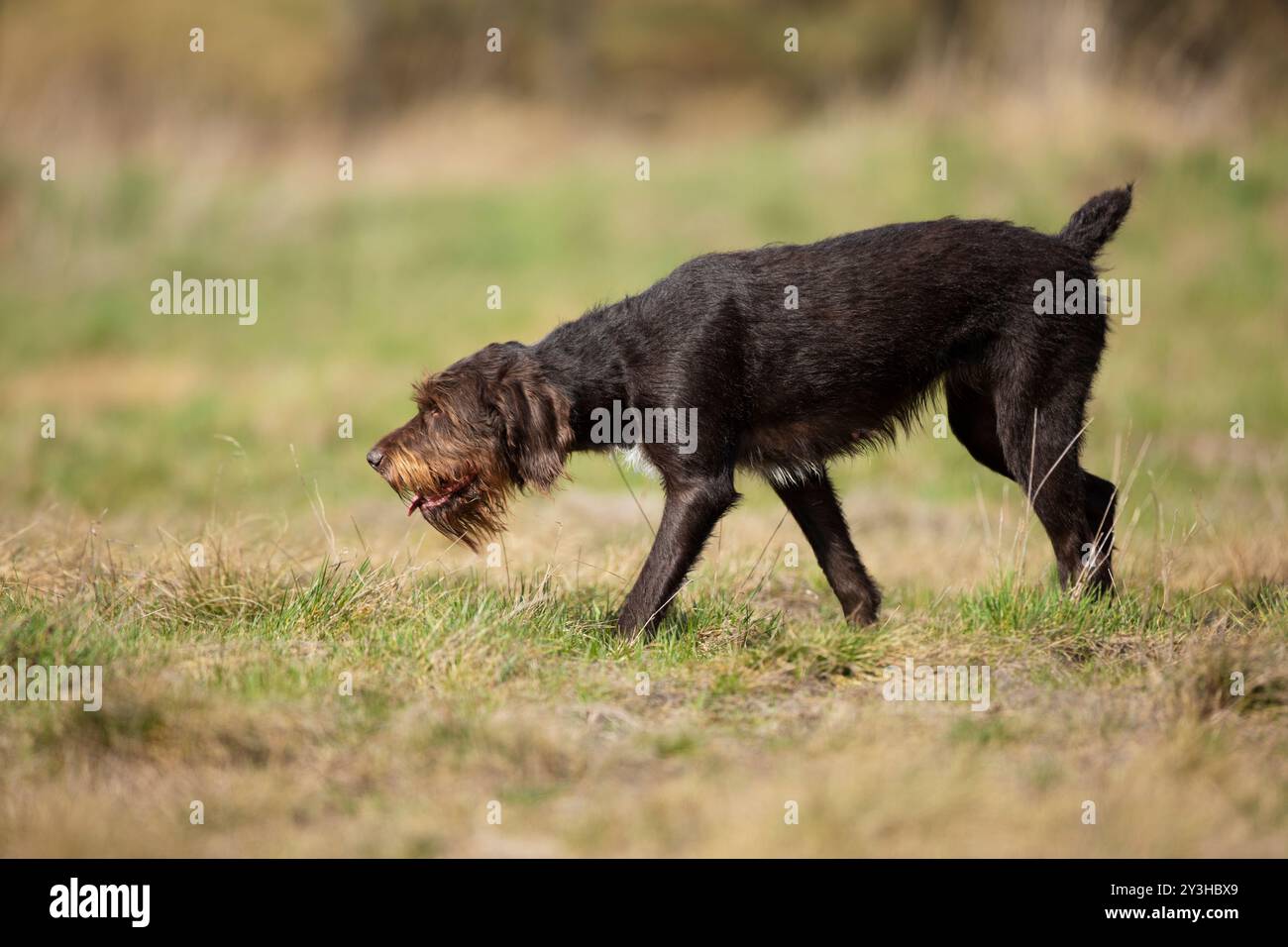 Bohemian wirehaired pointing griffon work with hunter on the meadow ...