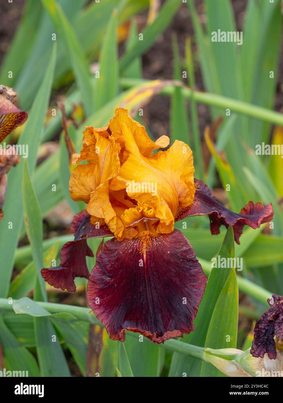 Iris germanica; bearded iris; 'supreme sultan' Stock Photo - Alamy