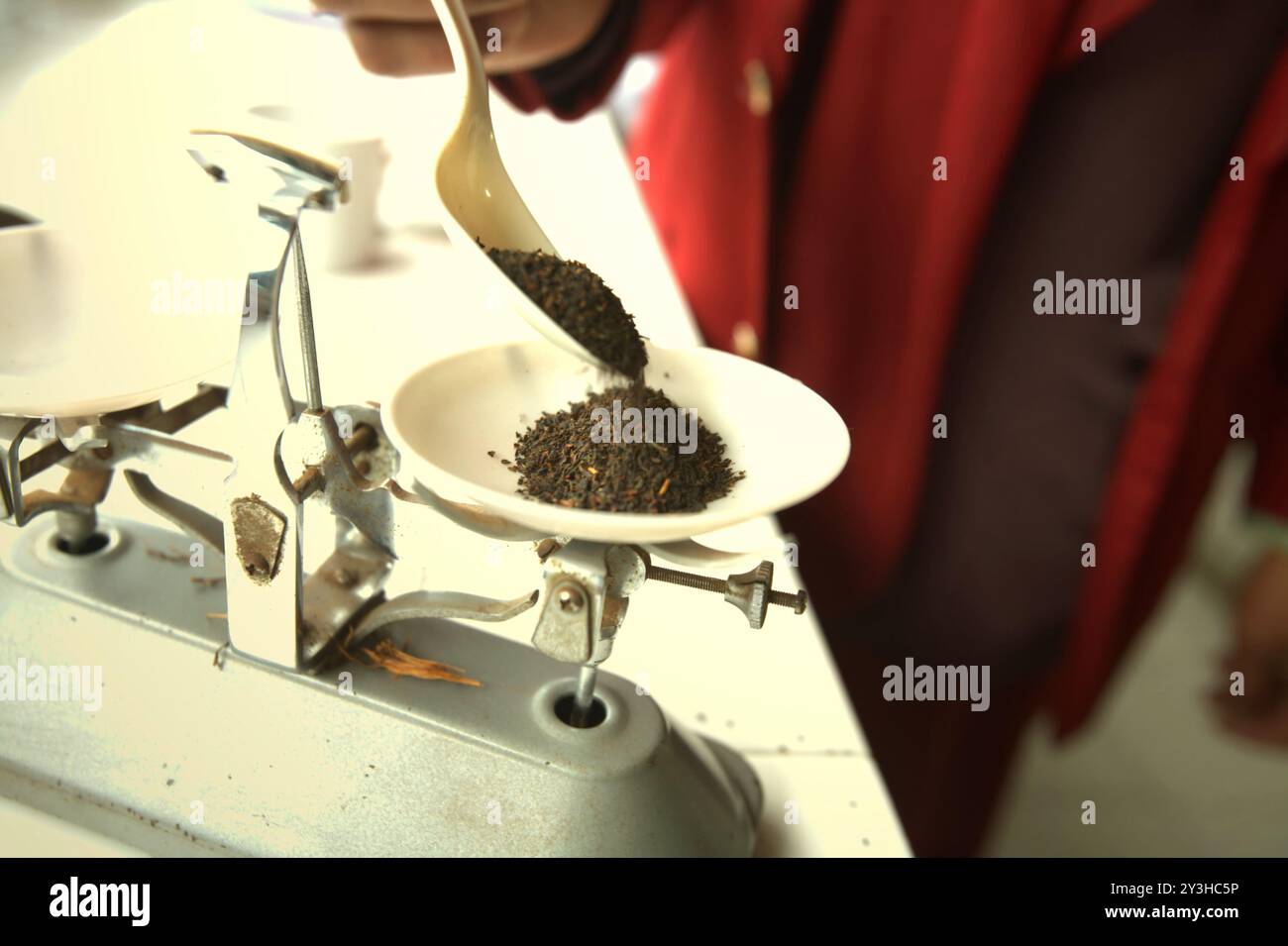 A worker pouring tea powder for quality control at Kayu Aro tea factory ...