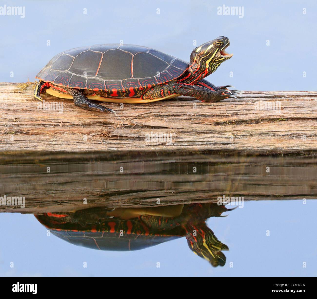 Painted Turtle (Chrysemys picta marginata) with its reflection in the ...