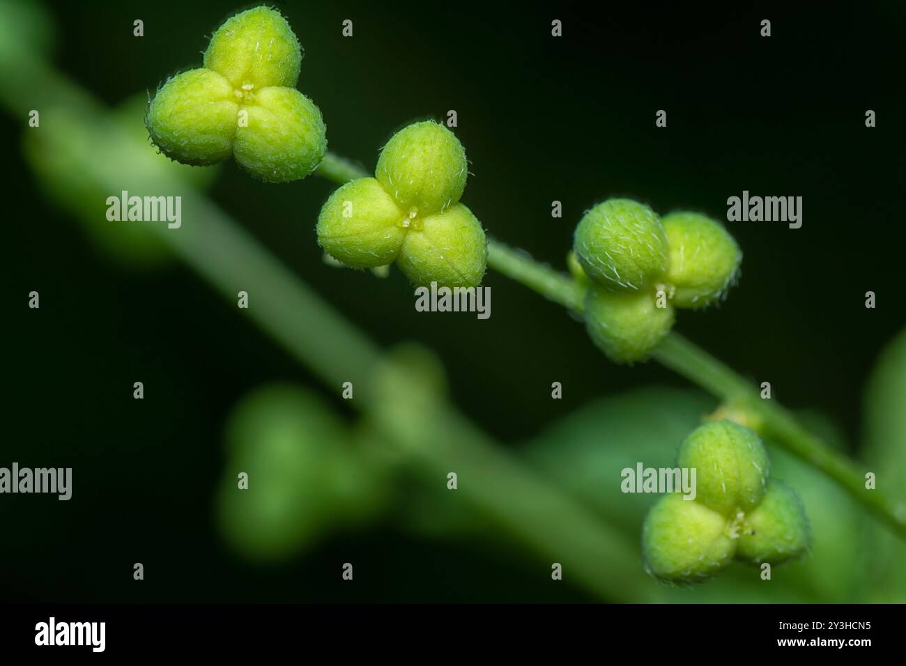 closeup of the micrococca mercurialis the wild annual weed plant with ...
