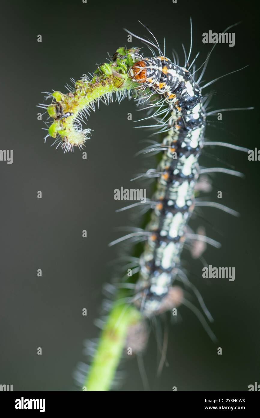 Utetheisa pulchella perching on the heliotropium indicum plant Stock ...