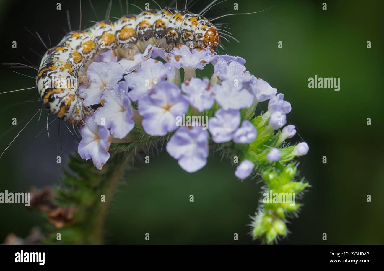 Utetheisa pulchella perching on the heliotropium indicum plant Stock ...