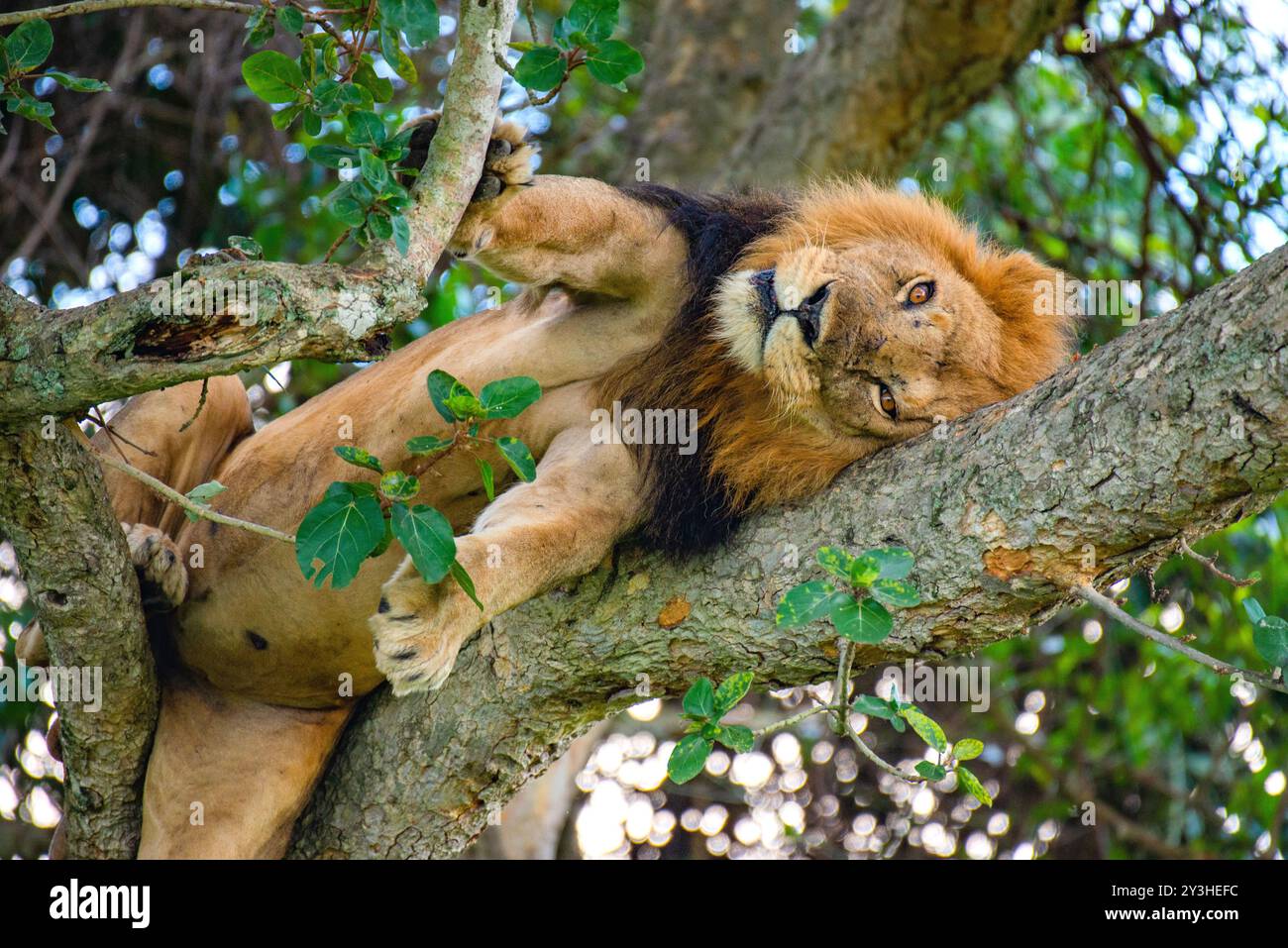 A tree - climbing lion in Ishasha, Queen Elizabeth National Park ...
