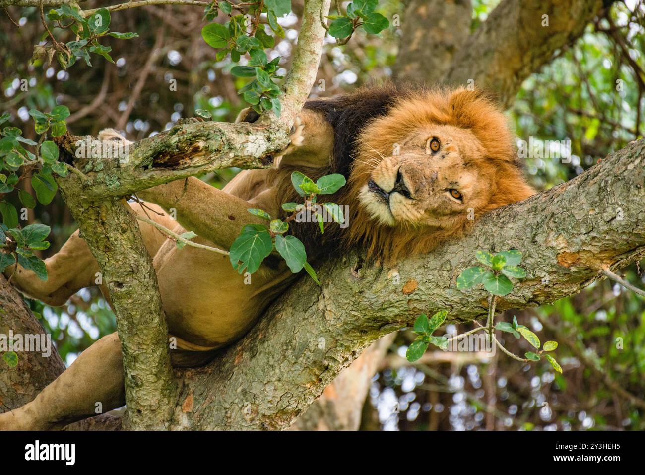 A tree - climbing lion in Ishasha, Queen Elizabeth National Park ...