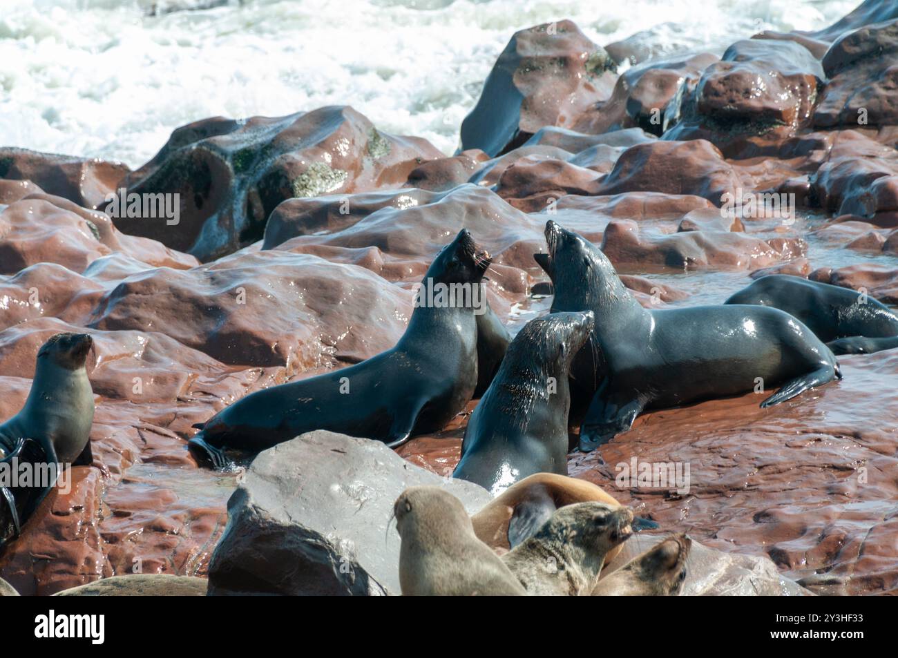 Detail of the seal colony at Cape Cross, off the skeleton coast of ...