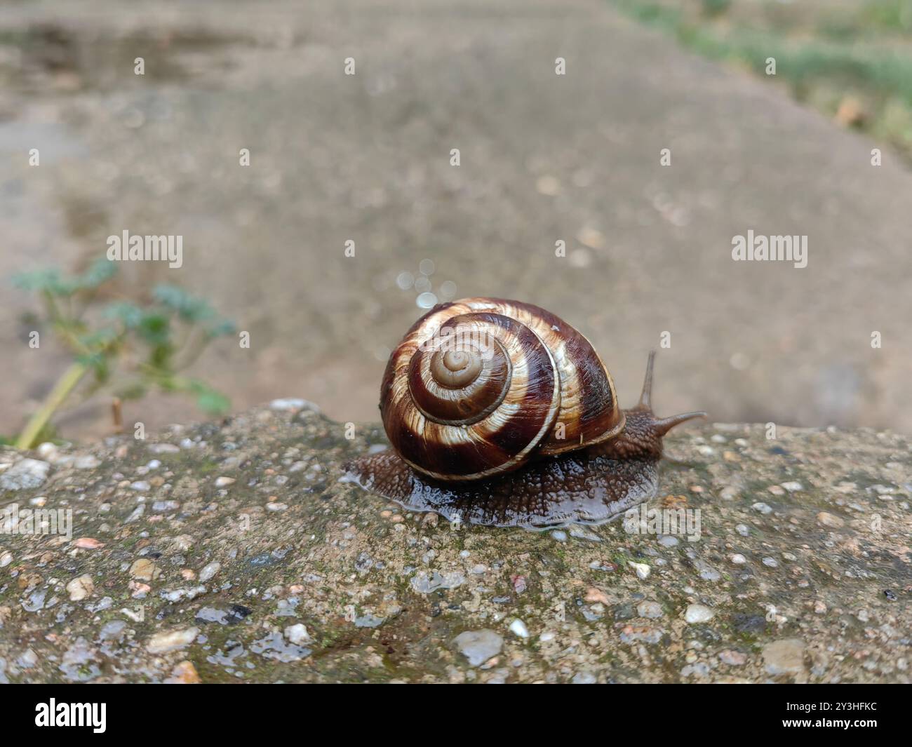 Keep Moving: Slow but Steady Journey of a Snail. Concrete floor Stock ...