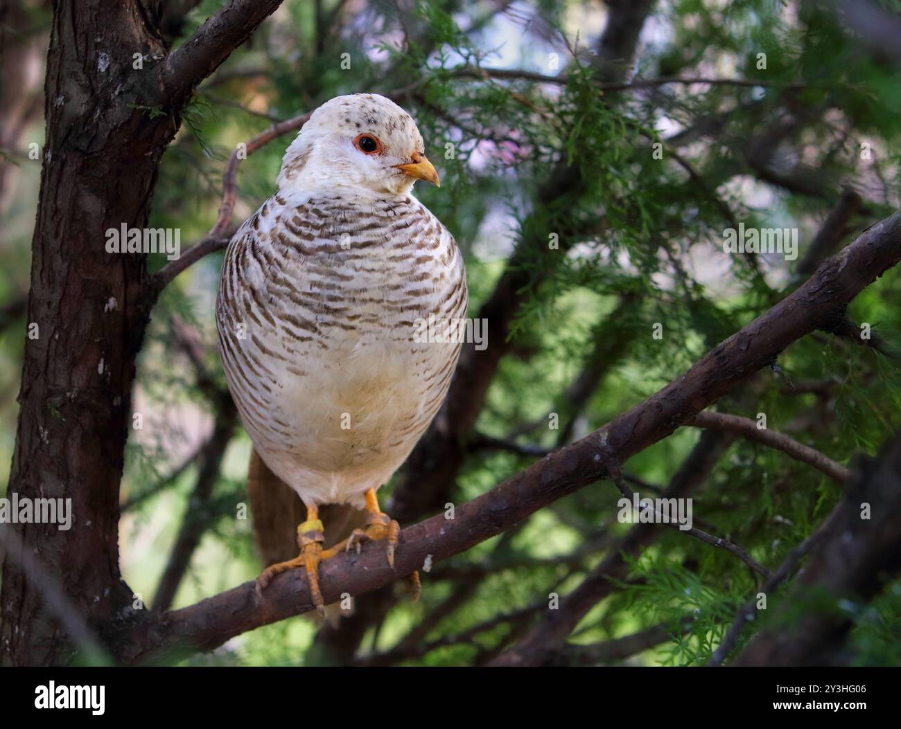 A female golden pheasant in tree Stock Photo - Alamy