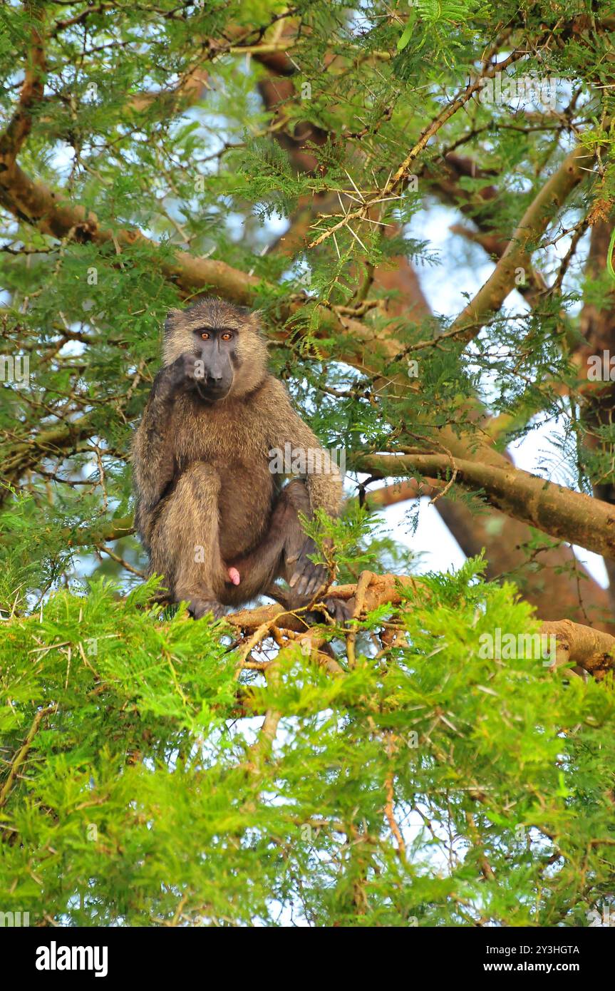 Baboon in Murchison Falls National ark - Uganda Stock Photo - Alamy