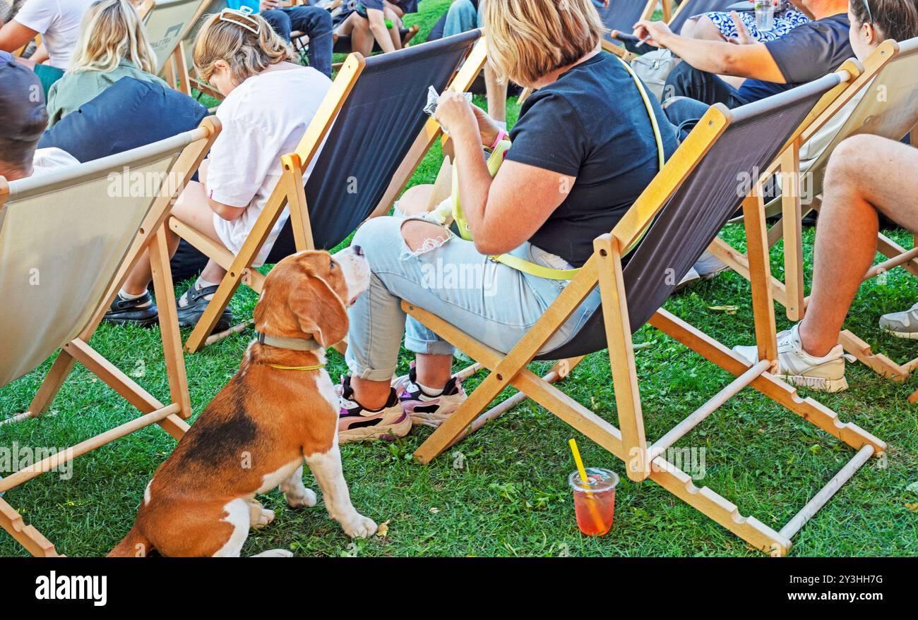 dog behavior in public places. Beagle owner Stock Photo - Alamy
