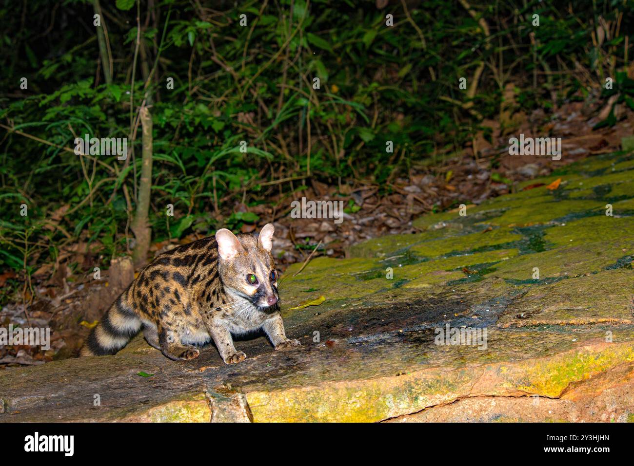 A Janet cat in Mabira Forest Uganda Stock Photo - Alamy