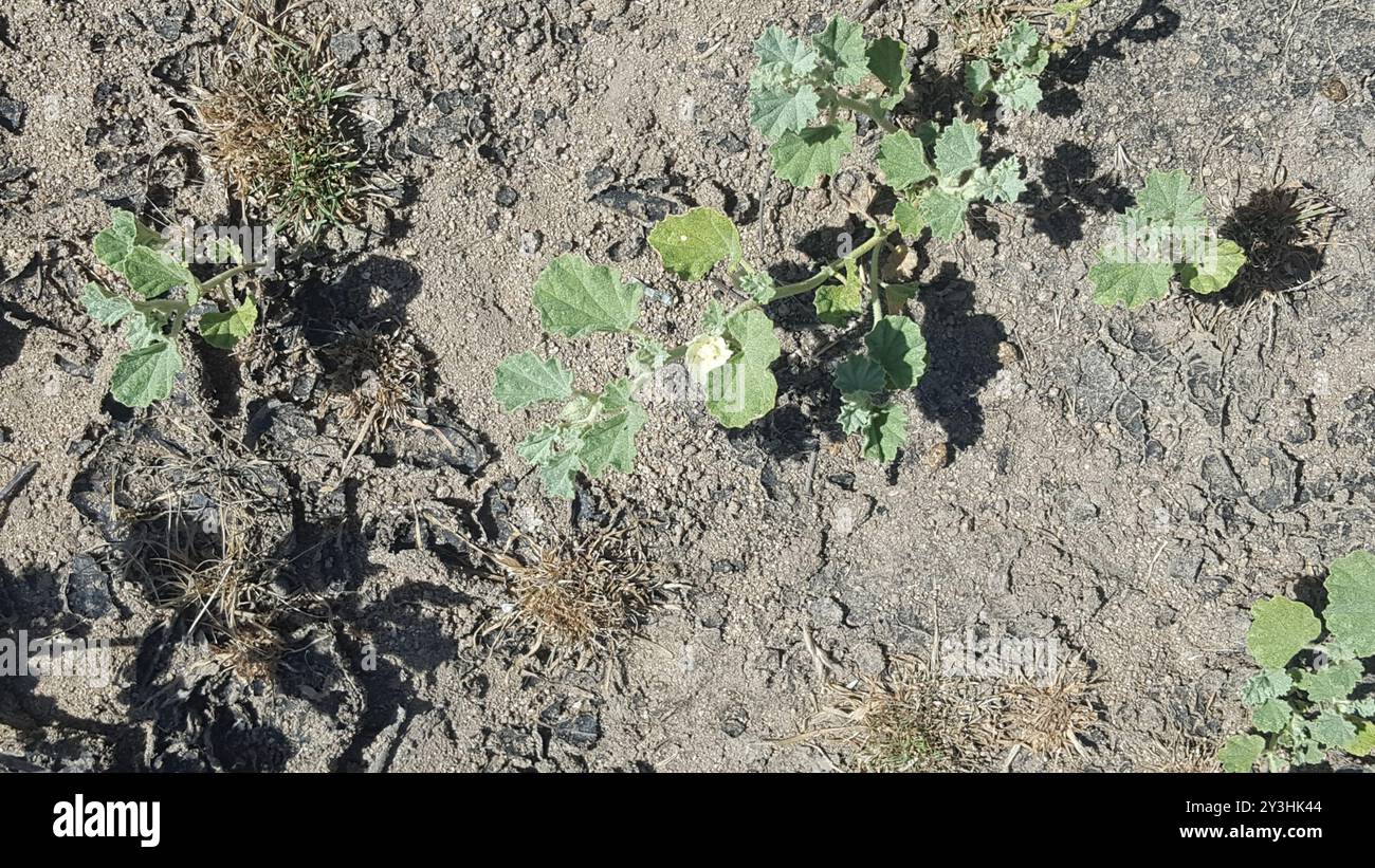 alkali mallow (Malvella leprosa) Plantae Stock Photo - Alamy