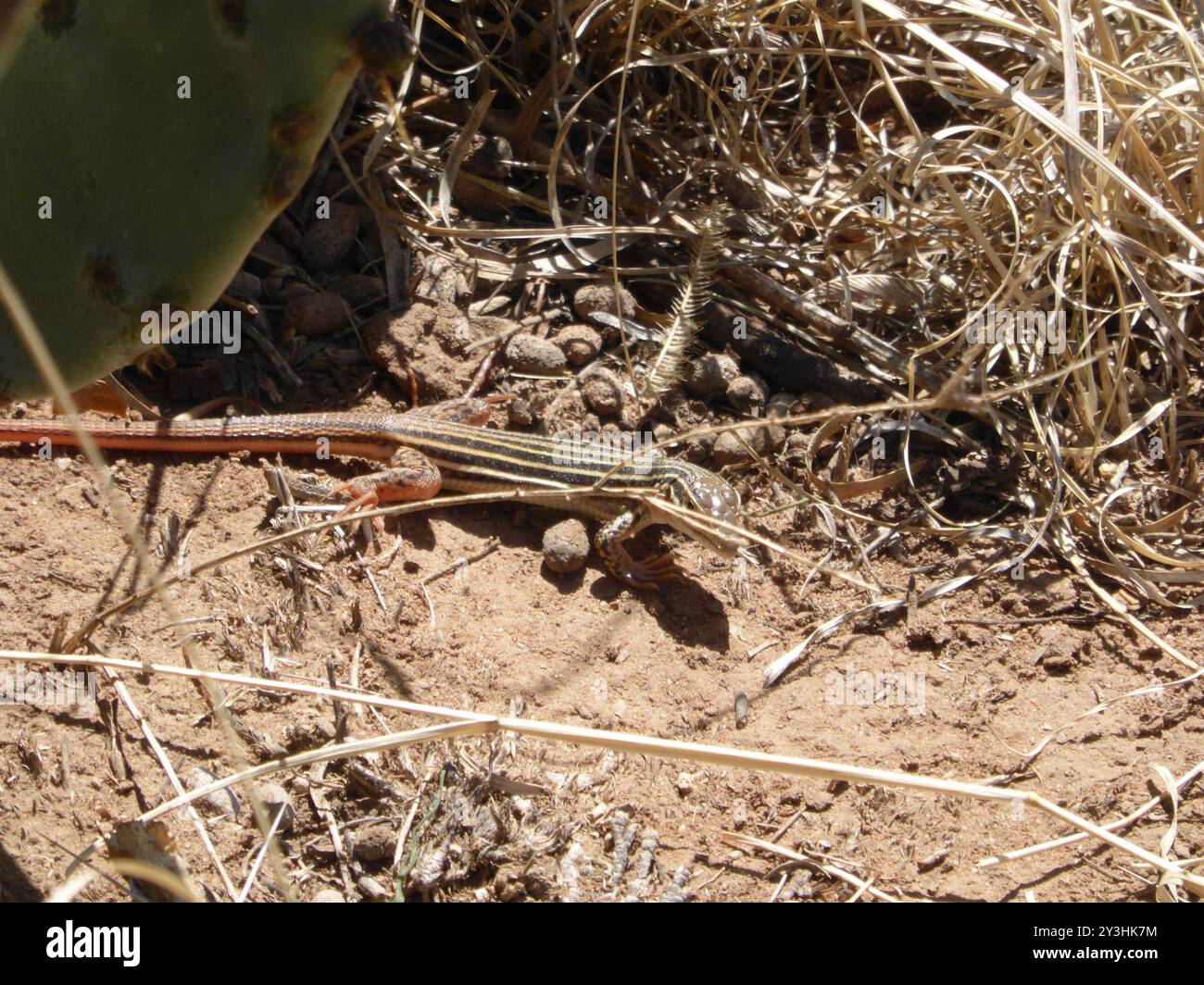 Common Spotted Whiptail (Aspidoscelis gularis) Reptilia Stock Photo - Alamy
