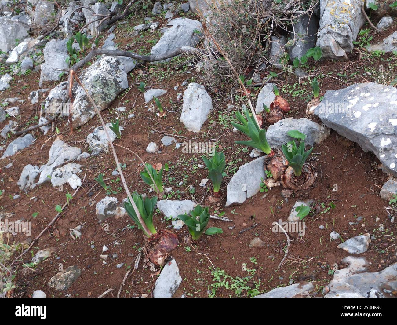 Sea Squill Complex (Drimia maritima) Plantae Stock Photo - Alamy