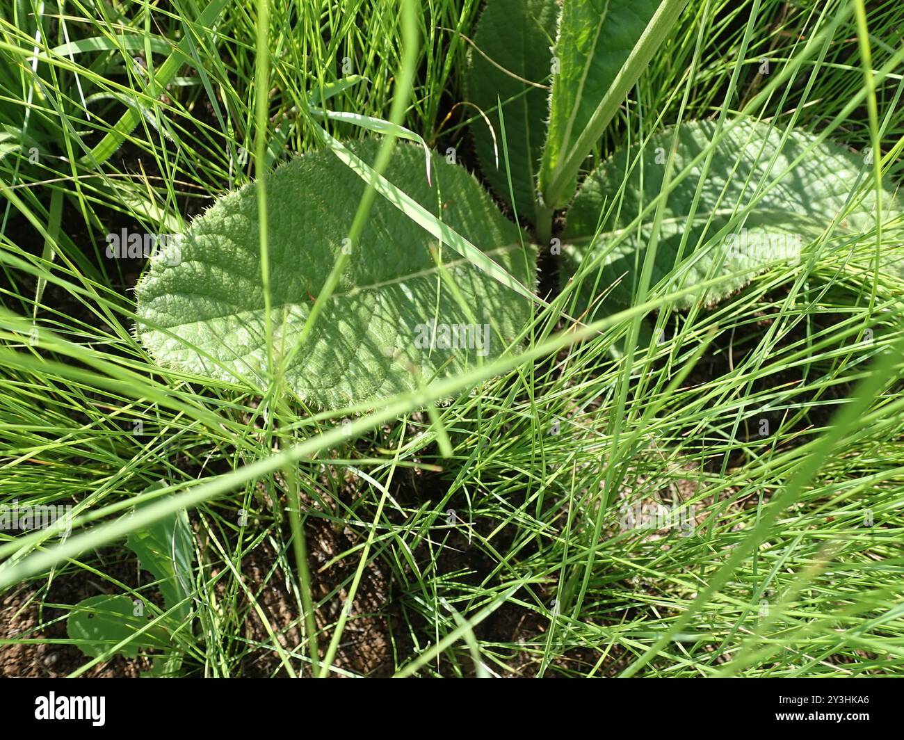 Bristle African Thistle (Berkheya setifera) Plantae Stock Photo - Alamy