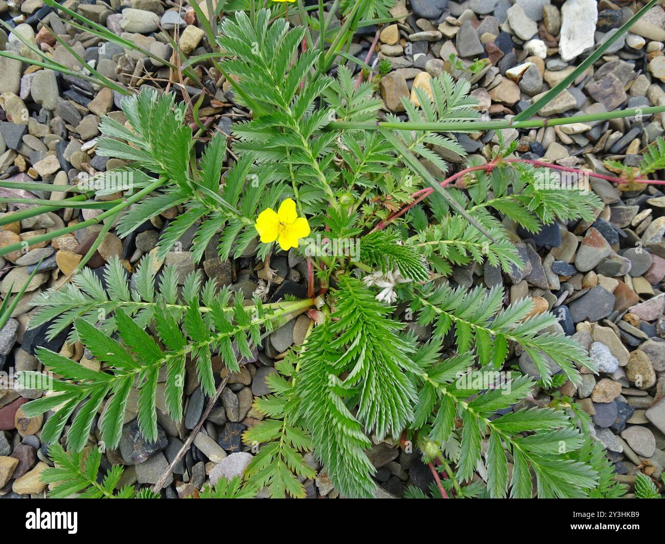 common silverweed (Argentina anserina) Plantae Stock Photo - Alamy