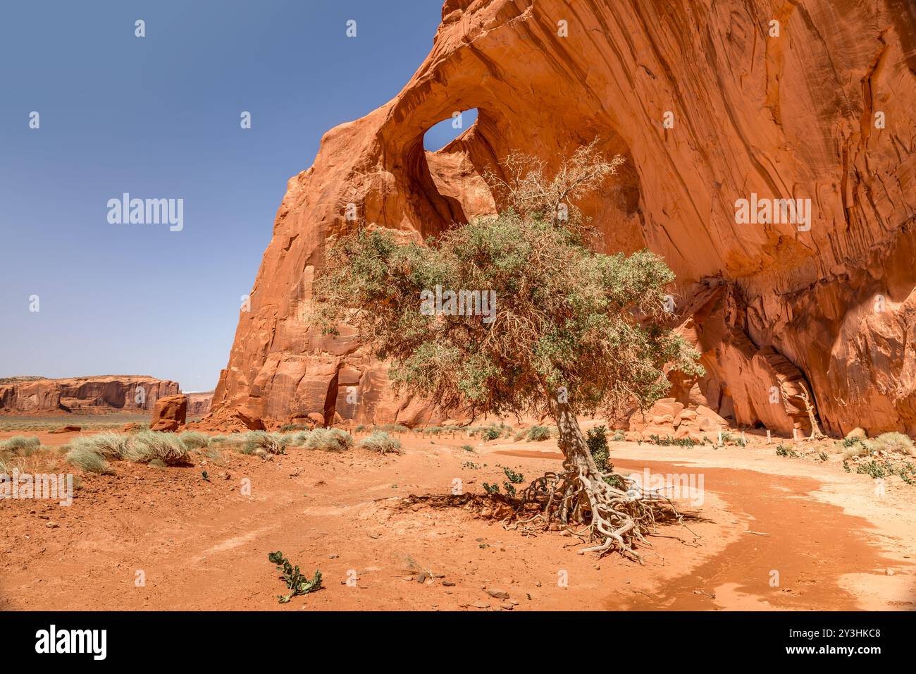A tree in front of a rock formation in the monuments in the Monument ...