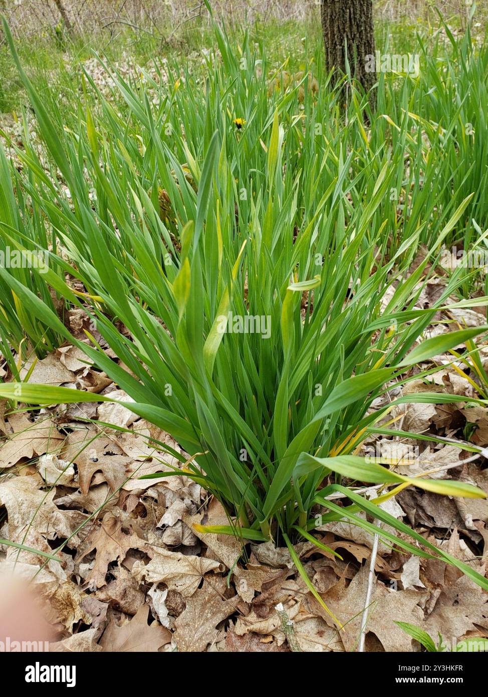 grasses, sedges, cattails, and allies (Poales) Plantae Stock Photo - Alamy