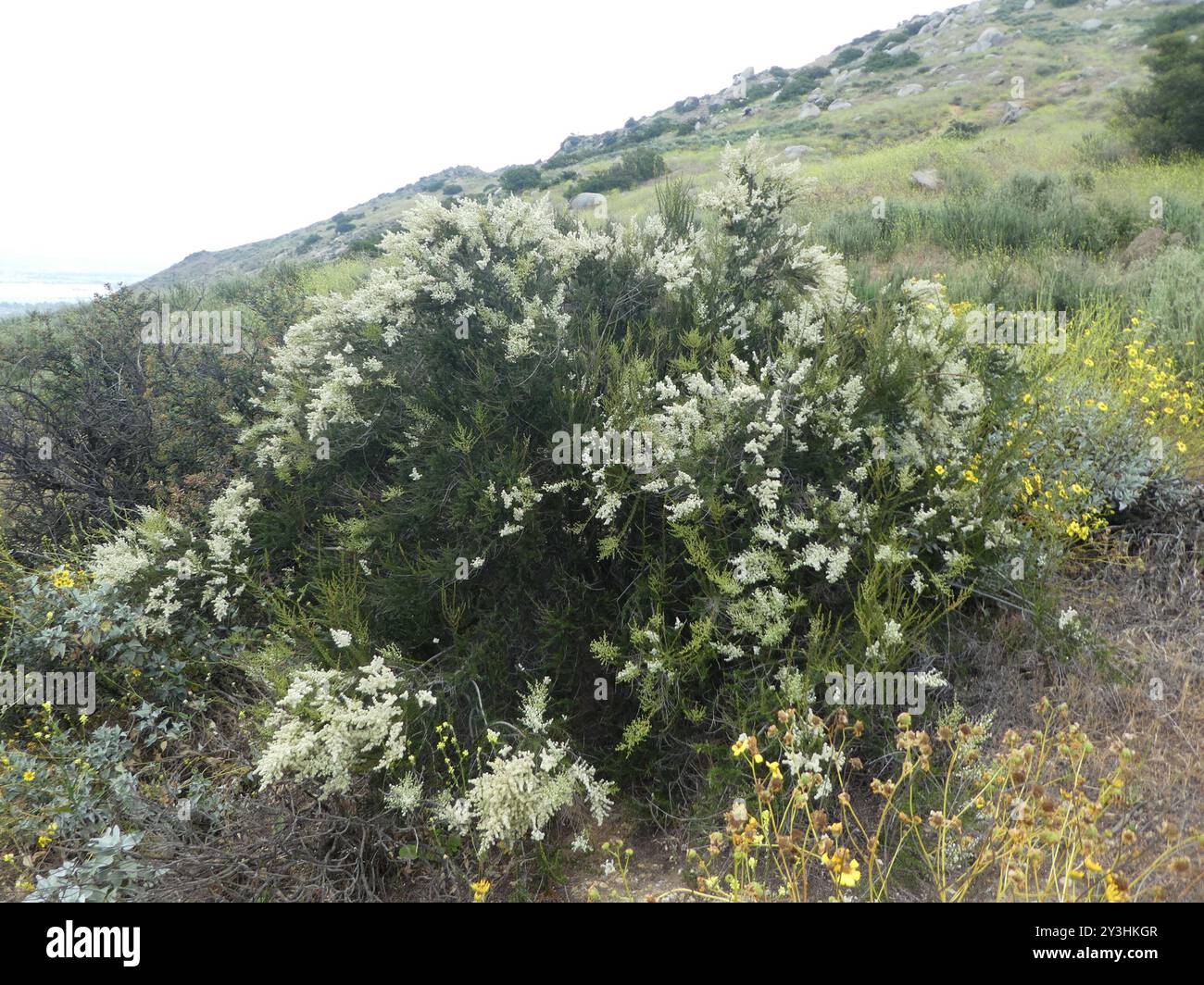 chamise (Adenostoma fasciculatum) Plantae Stock Photo - Alamy