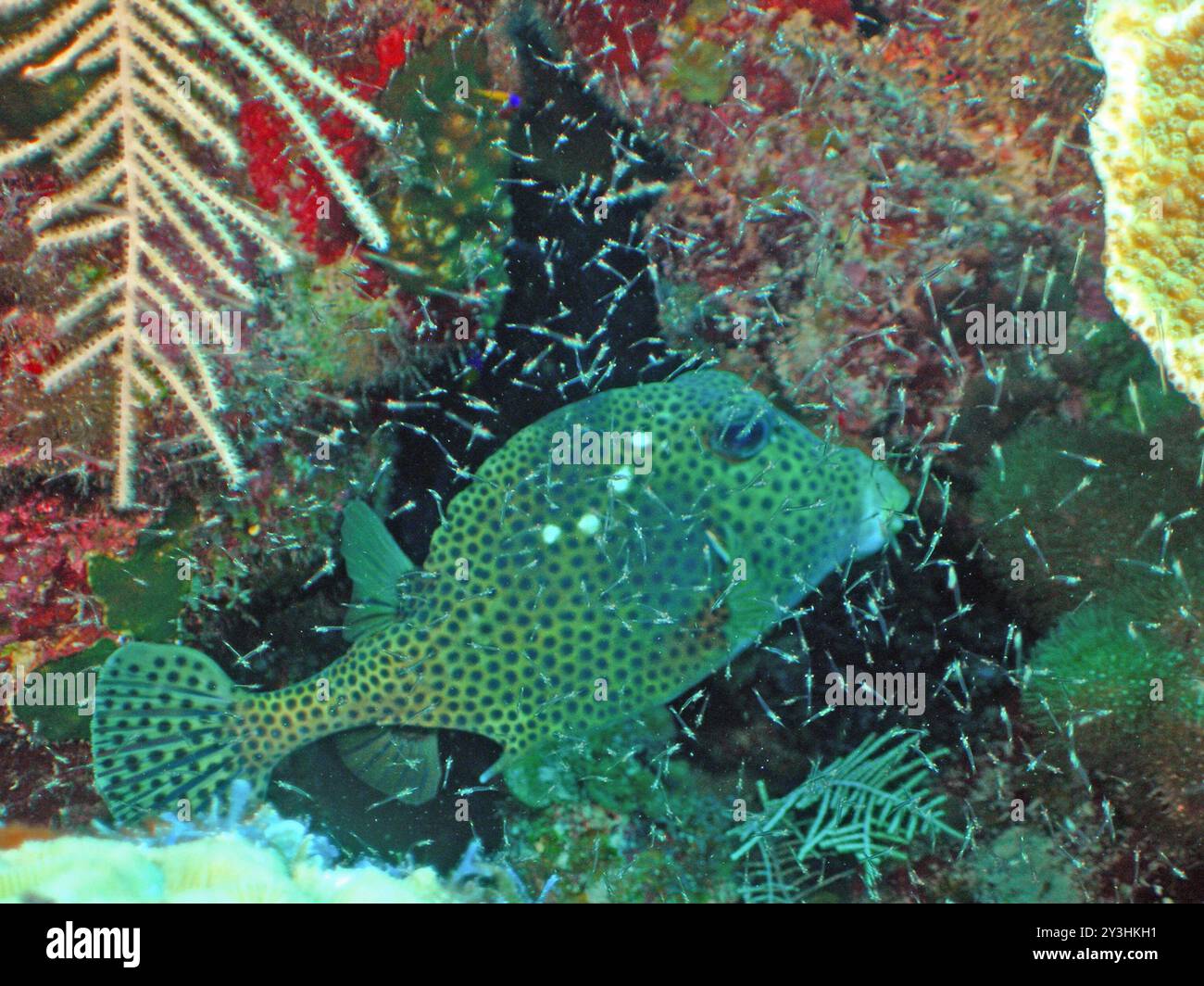 Spotted Trunkfish (Lactophrys bicaudalis) Actinopterygii Stock Photo ...