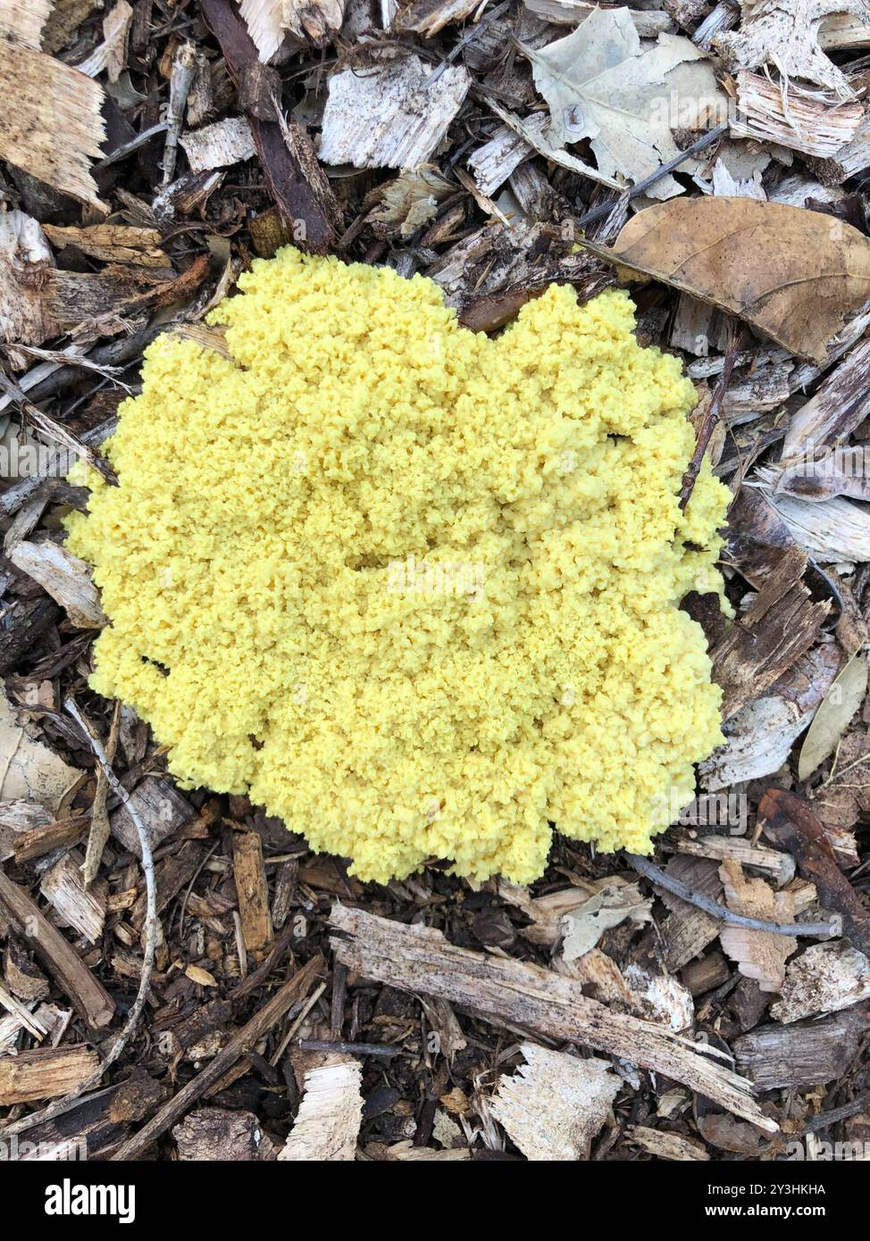 Dog Vomit Slime Mold (Fuligo septica) Protozoa Stock Photo - Alamy