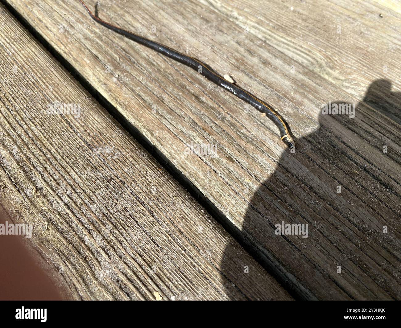 Southern Ringneck Snake (Diadophis punctatus punctatus) Reptilia Stock ...