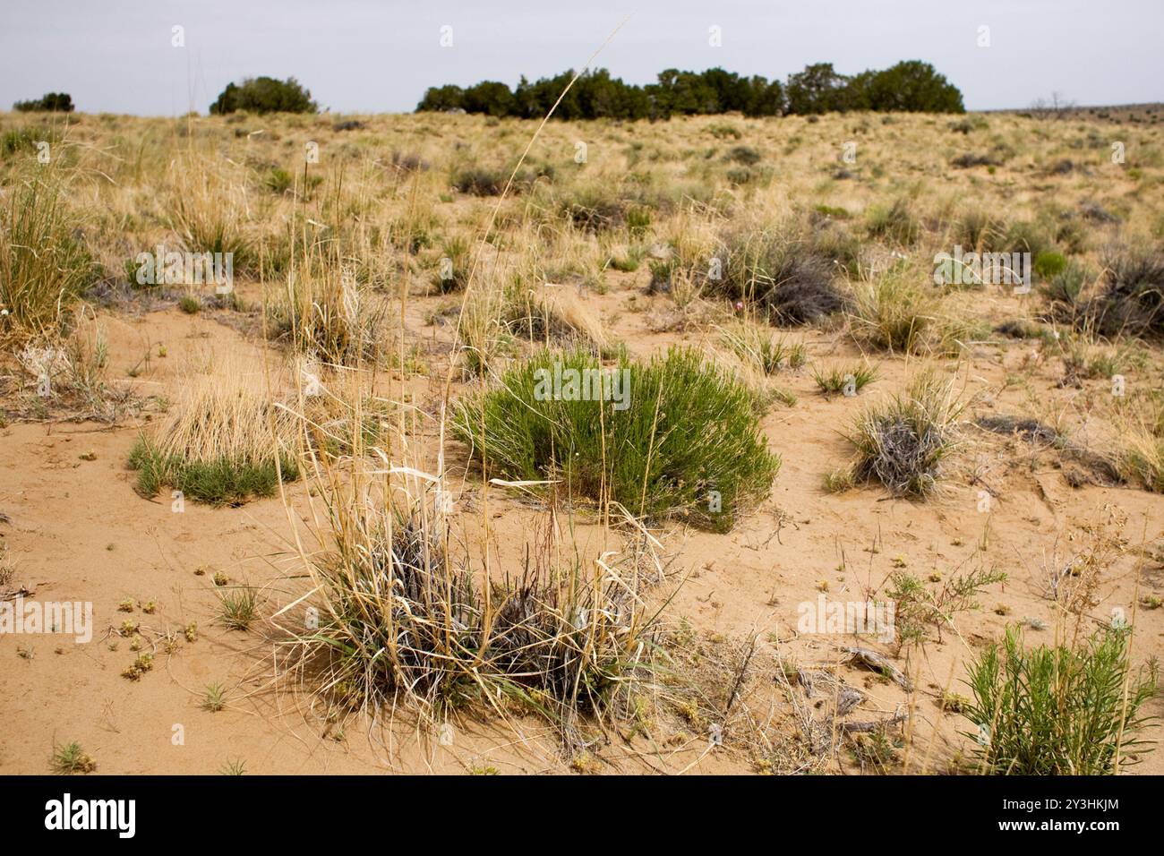 Giant Dropseed (Sporobolus giganteus) Plantae Stock Photo - Alamy