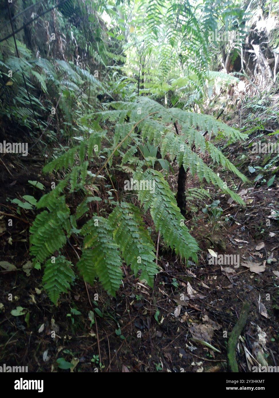 ferns (Polypodiopsida) Plantae Stock Photo - Alamy