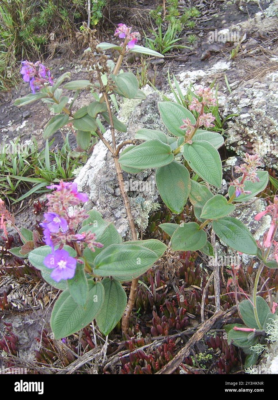 silverleafed princess flower (Pleroma heteromallum) Plantae Stock Photo ...