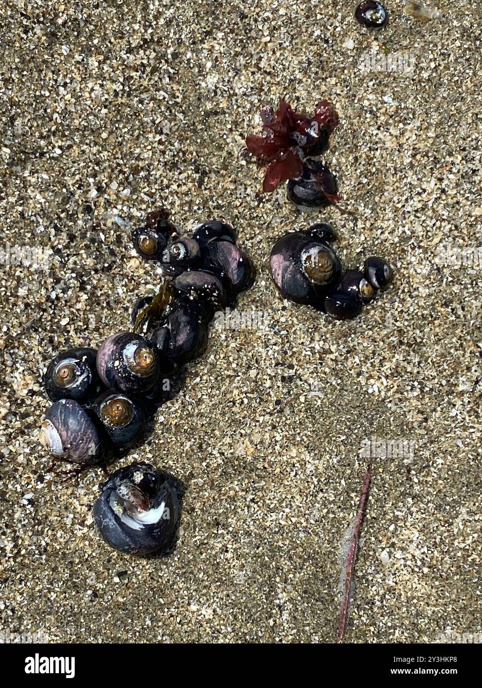 Black Tegula (Tegula funebralis) Mollusca Stock Photo - Alamy