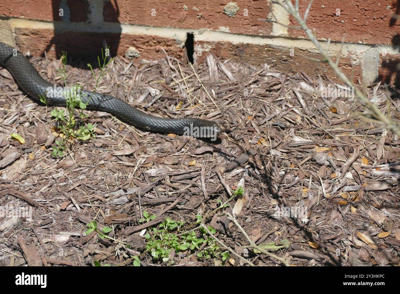 Northern Black Racer (Coluber constrictor constrictor) Reptilia Stock ...