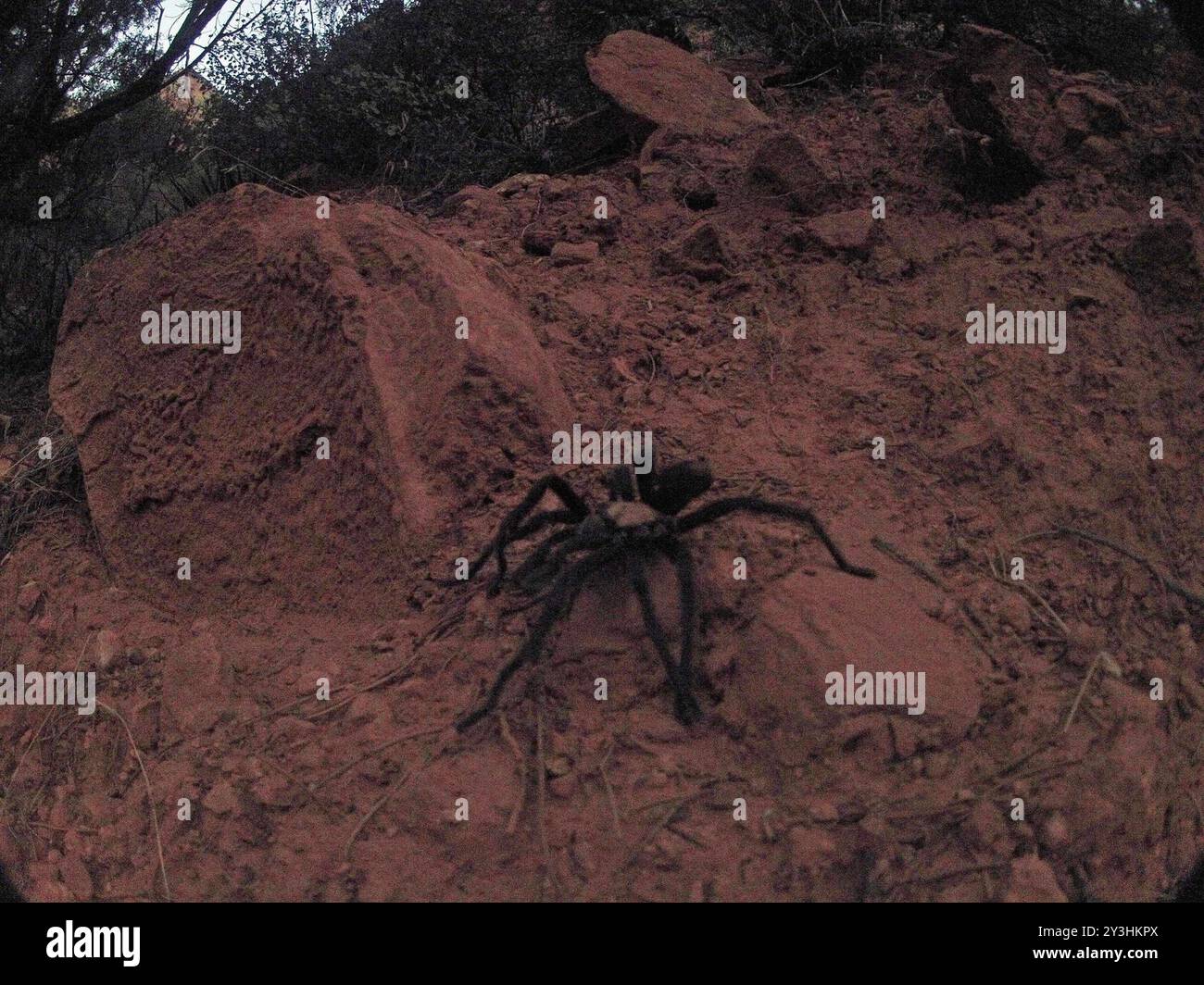 Desert Tarantula (Aphonopelma iodius) Arachnida Stock Photo - Alamy
