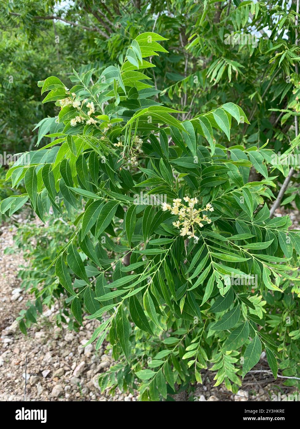 Western Soapberry (Sapindus drummondii) Plantae Stock Photo - Alamy