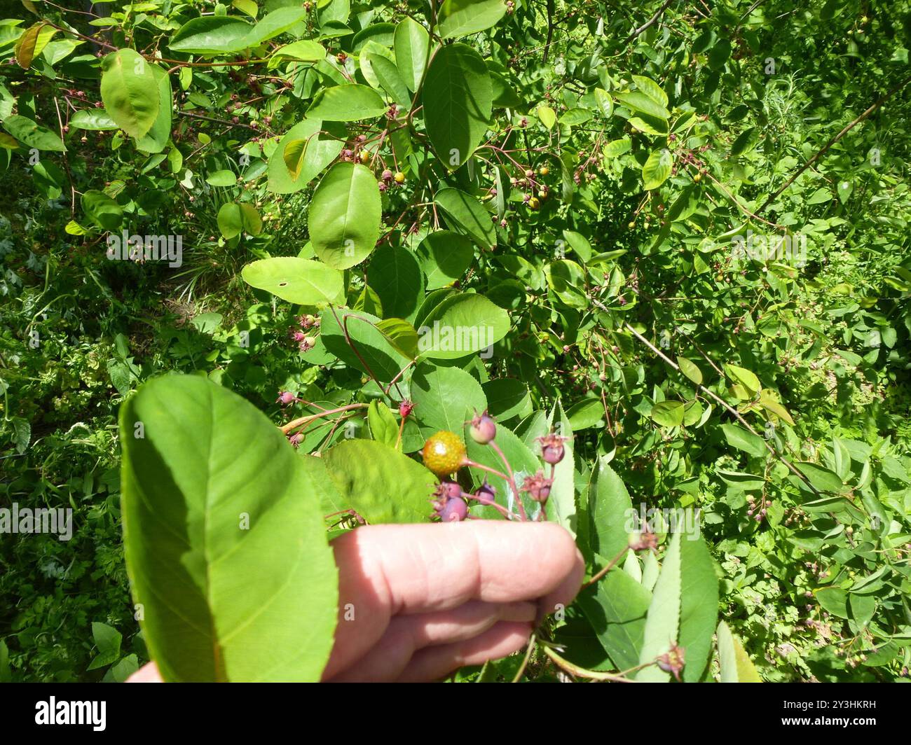 common serviceberry (Amelanchier arborea) Plantae Stock Photo - Alamy